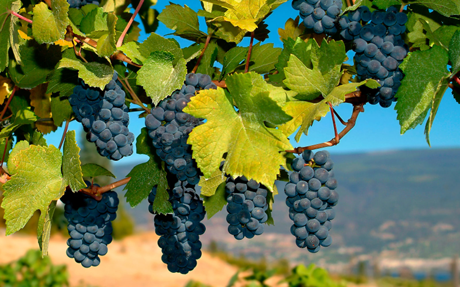 Local Gettysburg Wineries: Wine Tasting & Tours